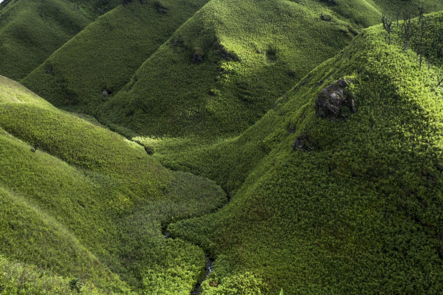 Dzükou Valley; Nagaland's Surreal Dreamscape | The reDiscovery Project